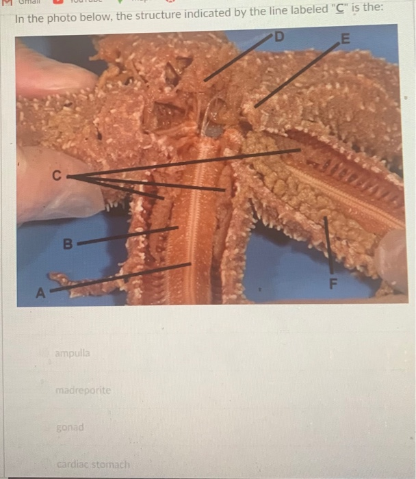 Solved In the photo below, the structure indicated by the | Chegg.com