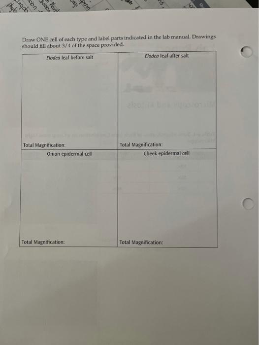 Solved ngol tion- NICH ibus phylo Mount pem Draw ONE cell of | Chegg.com