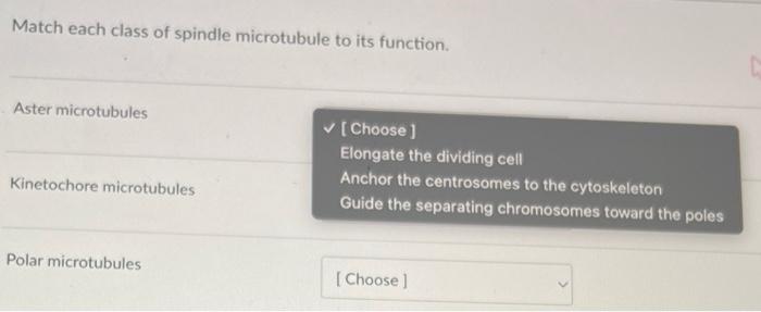 Solved Match each class of spindle microtubule to its | Chegg.com