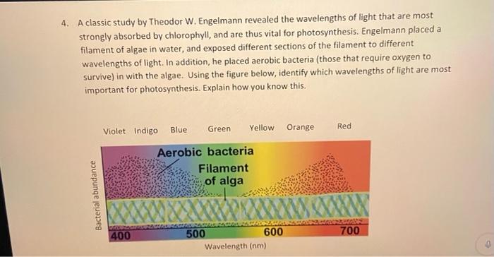 Solved 4. A classic study by Theodor W. Engelmann revealed | Chegg.com