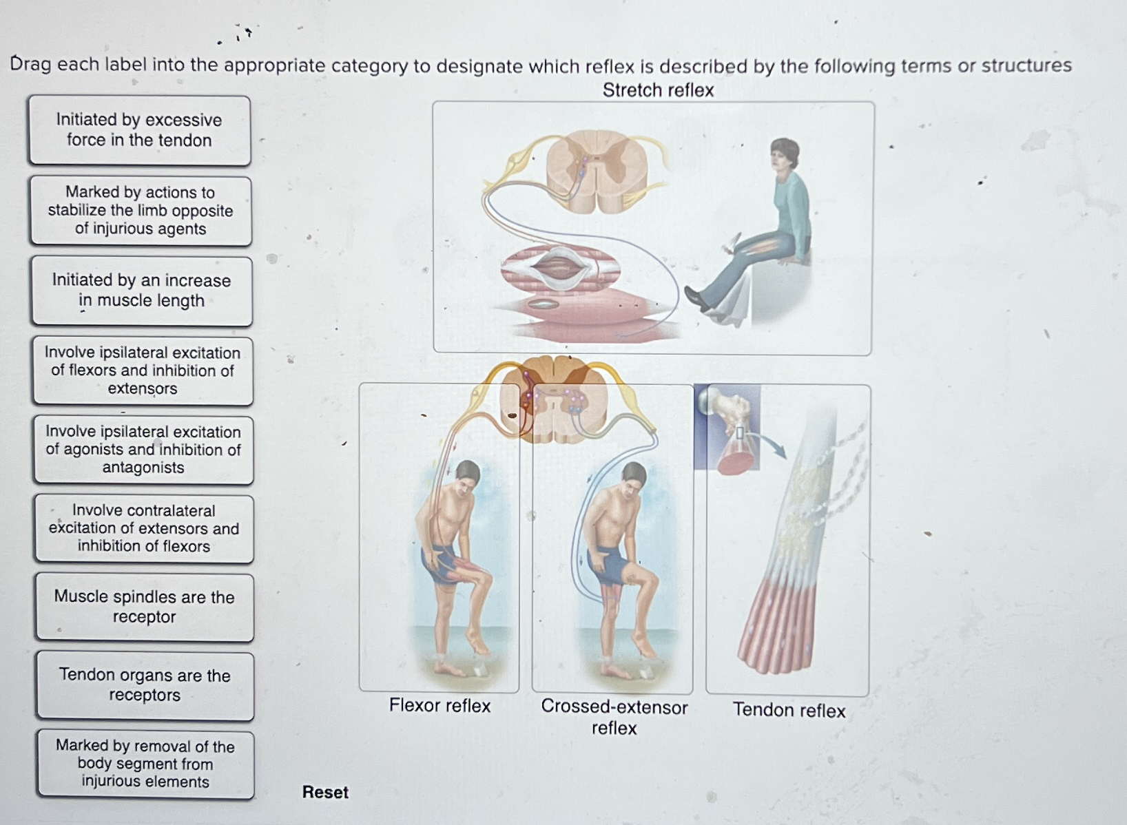 Solved Drag each label into the appropriate category to | Chegg.com