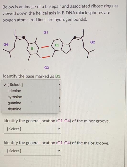 Solved Below Is An Image Of A Basepair And Associated Ribose