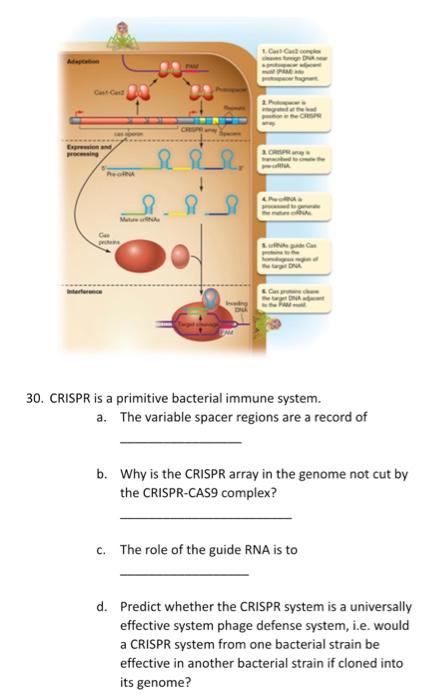 Solved 30. CRISPR is a primitive bacterial immune system. a. | Chegg.com