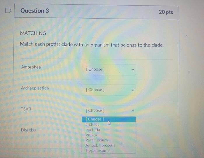 Solved Question 3 20 pts MATCHING Match each protist clade | Chegg.com
