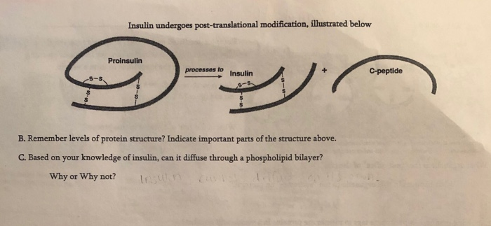 Solved Insulin undergoes post-translational modification, | Chegg.com