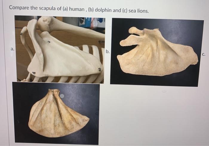 Solved Compare the scapula of (a) human, (b) dolphin and (c) | Chegg.com