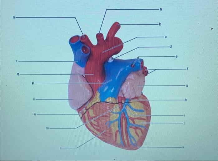 Solved list the parts of the heart | Chegg.com