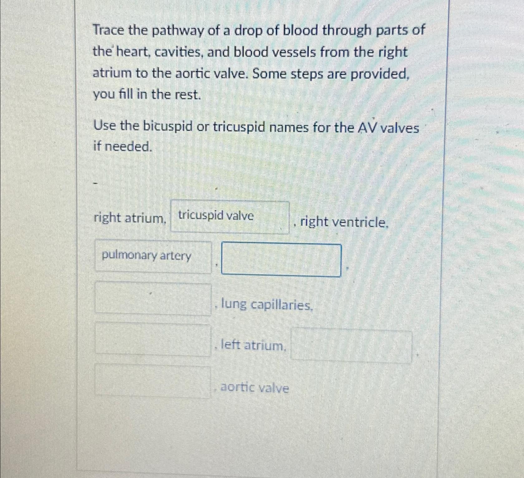 Solved Trace the pathway of a drop of blood through parts of | Chegg.com