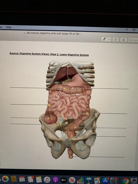 Solved w Help lab manual_digestive_atlas.pdf (page 28 of 28) | Chegg.com