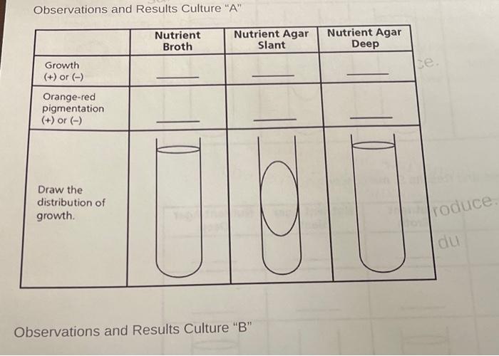 Observations and Results Culture "A" Nutrient Broth | Chegg.com