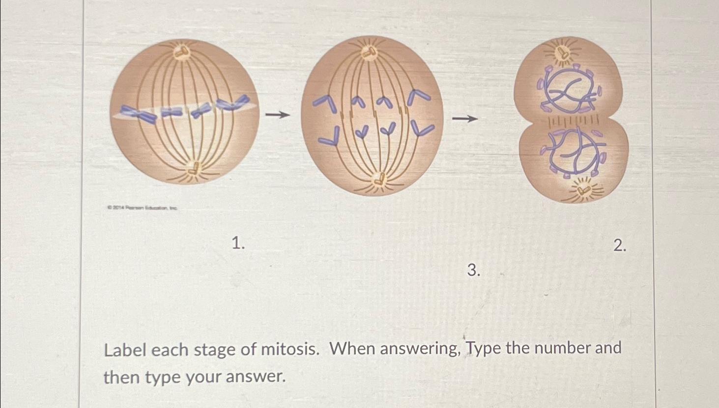 Solved Label each stage of mitosis. When answering, Type the | Chegg.com