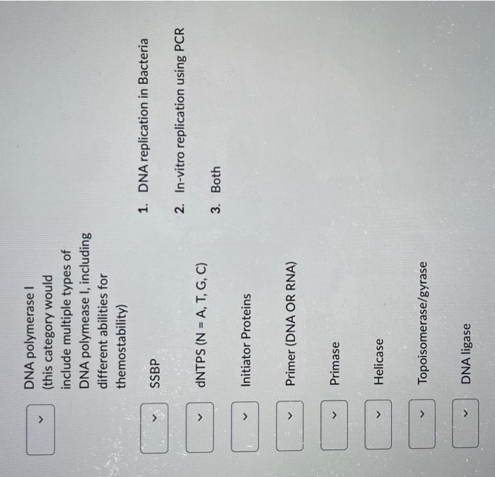 Solved A template stand in bacterial DNA has the following | Chegg.com