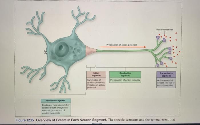 Solved III. Neurophysiology A Neurons communicate by | Chegg.com
