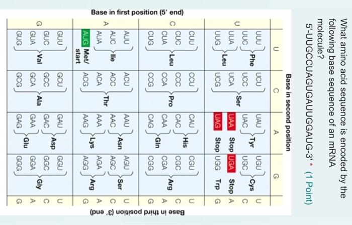 Solved What amino acid sequence is encoded by the following | Chegg.com