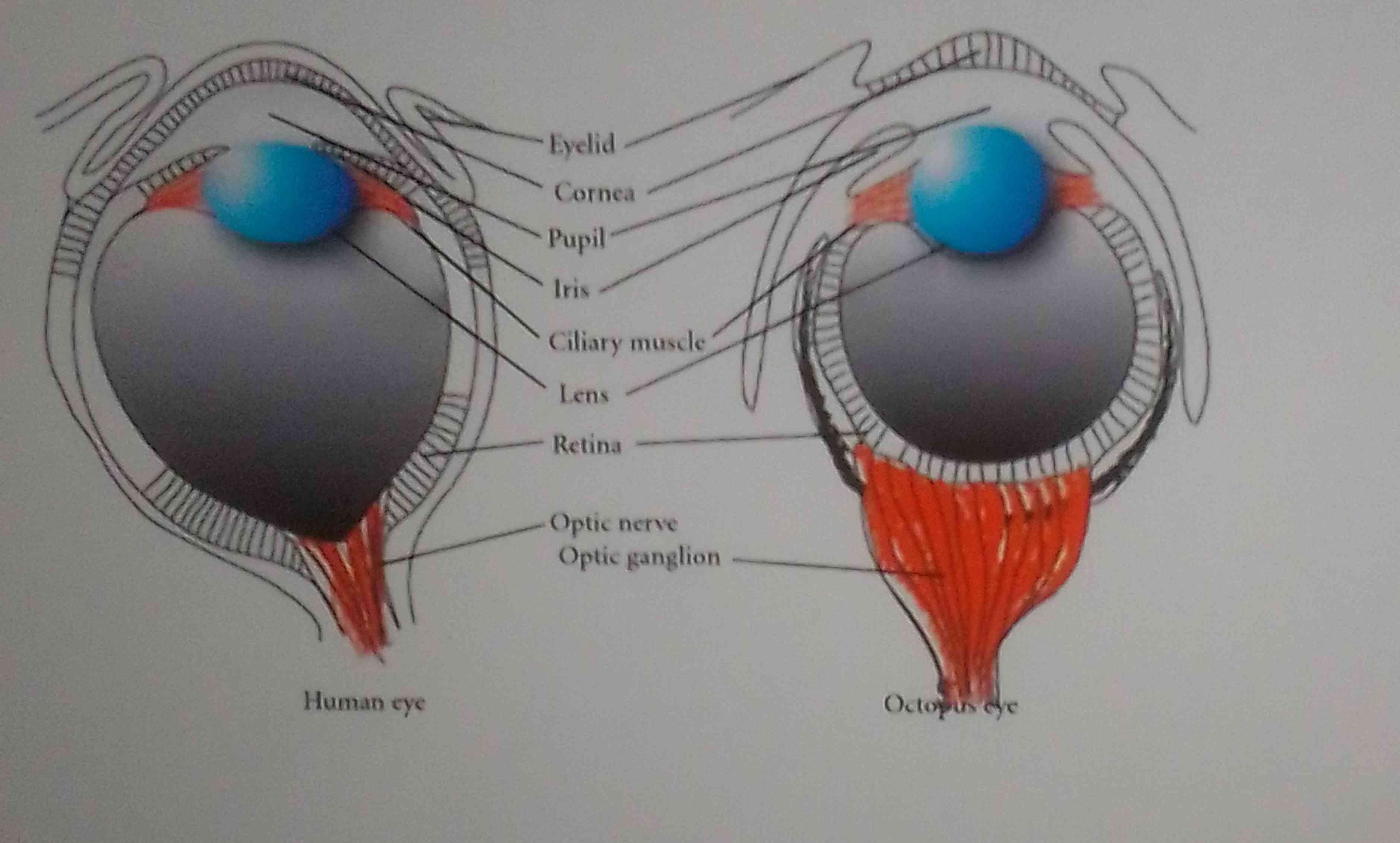 Solved comparing ﻿human ﻿eyes ﻿and ﻿octopus ﻿eye | Chegg.com