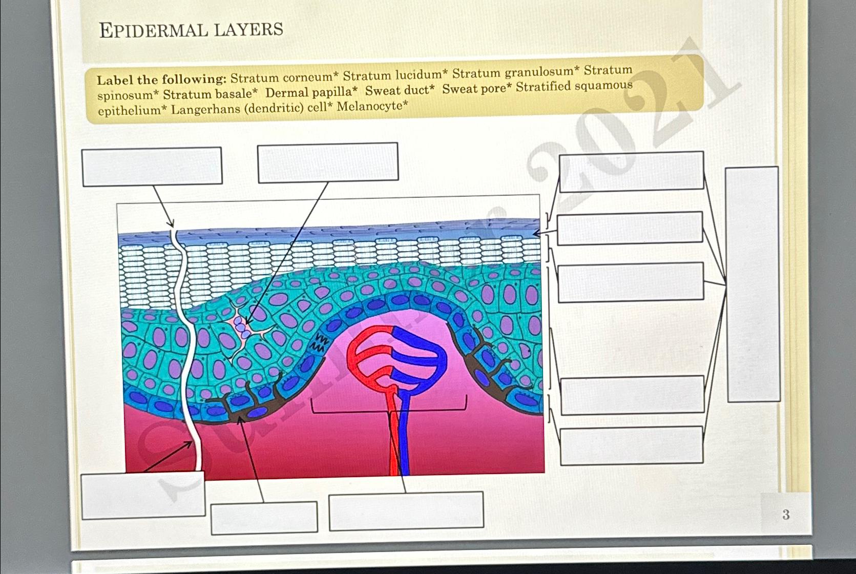 Solved EPIDERMAL LAYERSLabel the following: Stratum corneum* | Chegg.com