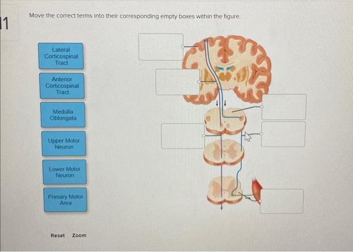 Solved Move the correct terms into their corresponding empty | Chegg.com
