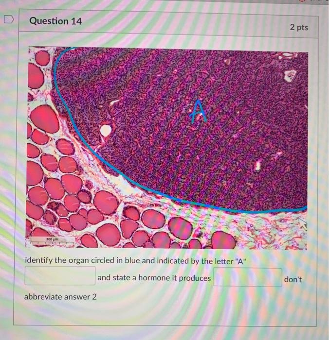 Solved Question 14 2 pts 300 m identify the organ circled in | Chegg.com