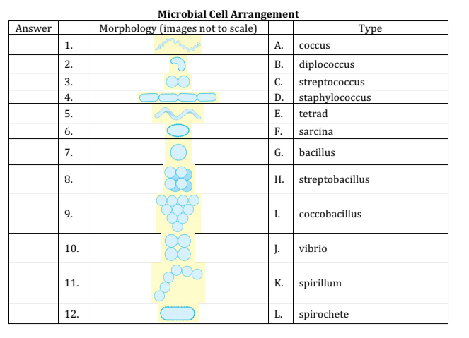 Solved Answer 1. 2. Microbial Cell Arrangement Morphology | Chegg.com
