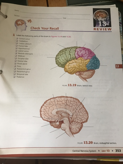 Solved UNIT 13 REVIEW Check Your Recall 1 Label the | Chegg.com