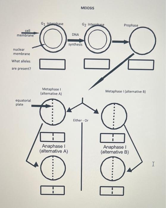 Solved Make a simulation of meiosis by drawing the process | Chegg.com