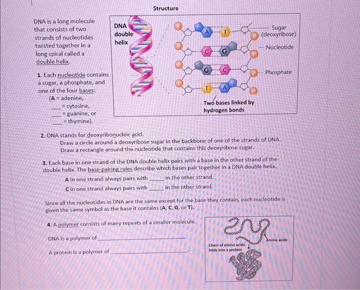 Solved DNA is a long molecule that consists of two strands | Chegg.com