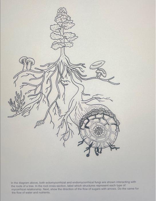 Solved Observe the diversity of lichens on display. Draw a | Chegg.com