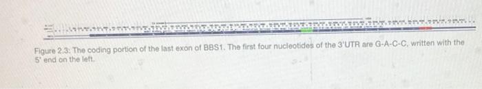 Solved 1-what amino acid does the codon, CGG, code for? | Chegg.com