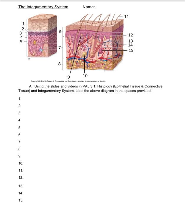 Solved The Integumentary System Name: 11 1 2. 3 4 5 6 12 13 | Chegg.com