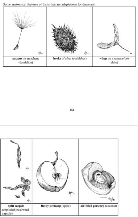 Solved WORKSHEET: Seed Dispersal Lab Lab Instructor: Lab Day | Chegg.com
