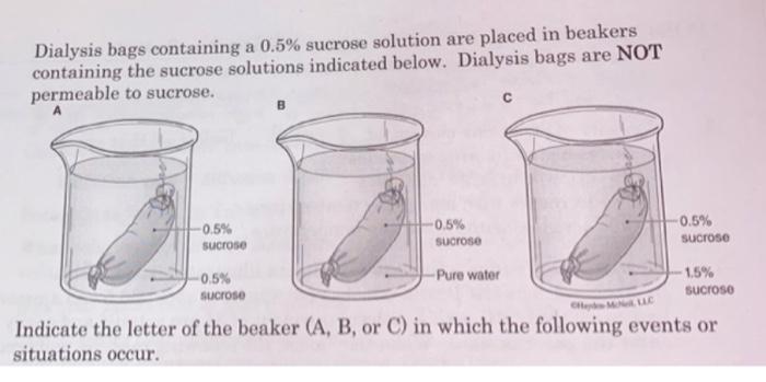 Solved Post-Lab Questions 1. Dialysis bags containing a 0.5% | Chegg.com