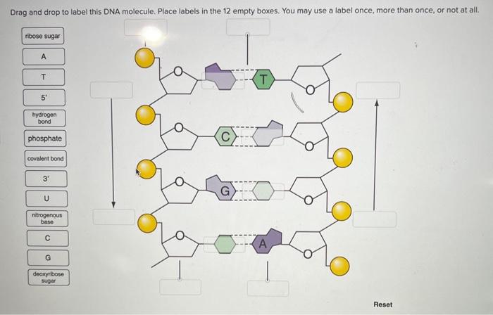 Solved Drag and drop to label this DNA molecule. Place | Chegg.com