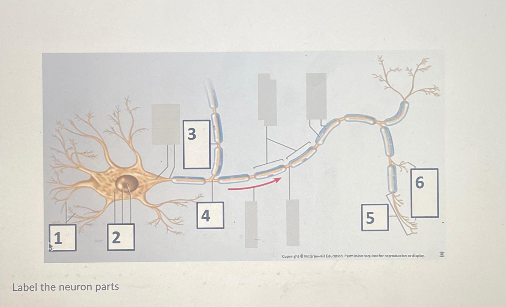 Solved Label the neuron parts | Chegg.com