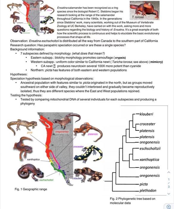 Ensatina salamander has been recognized as a ring | Chegg.com