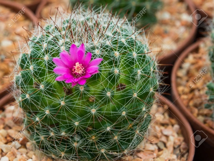 Solved . . Are cactus angiosperms? If so paste a picture of | Chegg.com
