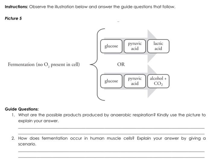 Solved Worksheet: Electron Transport Chain Instructions: | Chegg.com