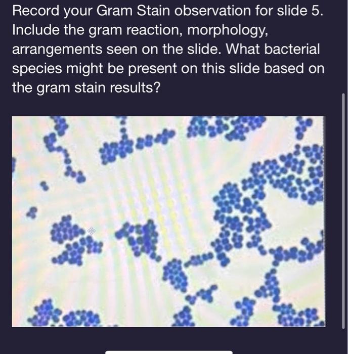 Solved Record your Gram Stain observation for slide 5. | Chegg.com