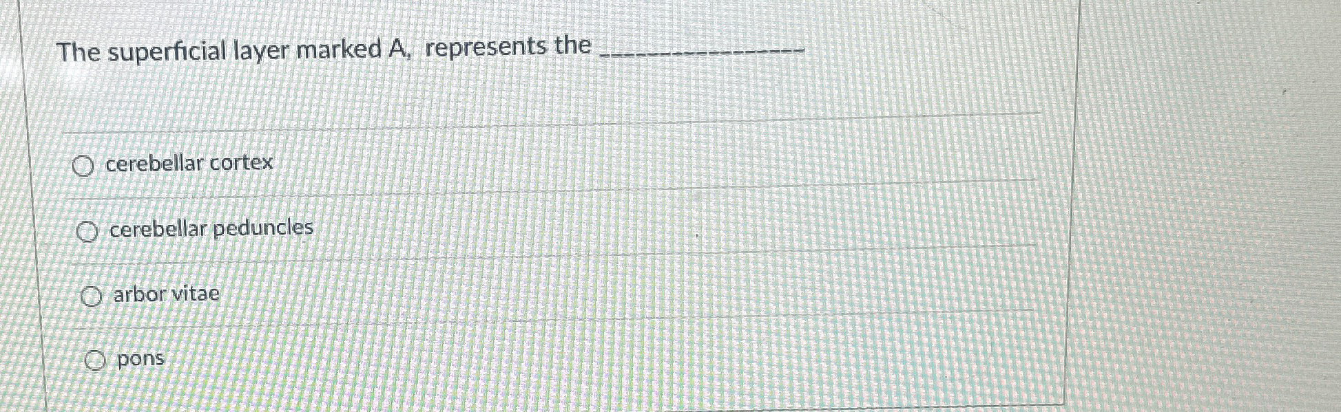 Solved The superficial layer marked A, ﻿represents the | Chegg.com