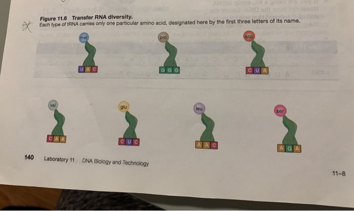 Solved Figure 11.6 Transfer RNA diversity. Each type of RNA | Chegg.com