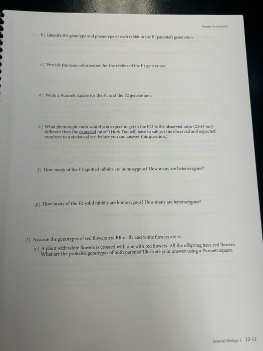 Solved 1) A spotted rabbit was mated to a solid colored | Chegg.com