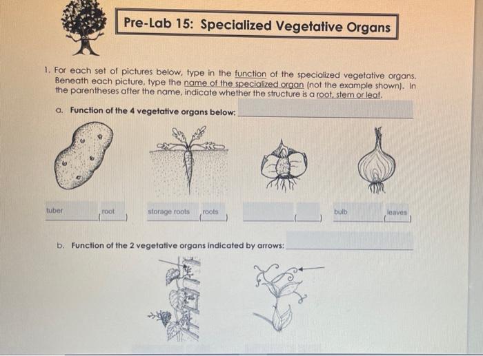 Solved Pre-Lab 15: Specialized Vegetative Organs 1. For each | Chegg.com