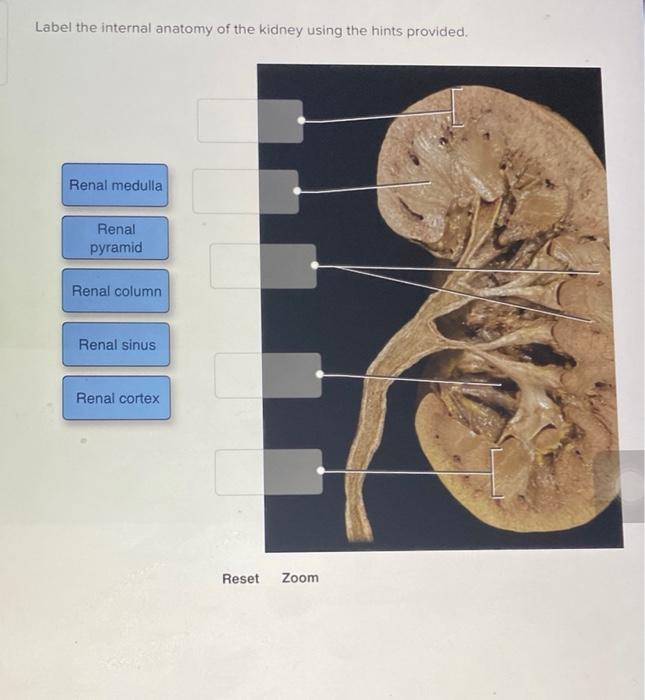 Solved Label the internal anatomy of the kidney using the | Chegg.com