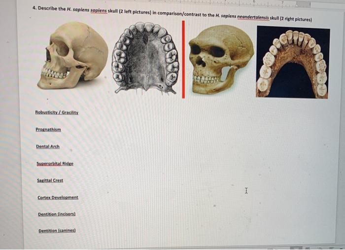 Solved 4. Describe the H. sapiens sapiens skull (2 left | Chegg.com