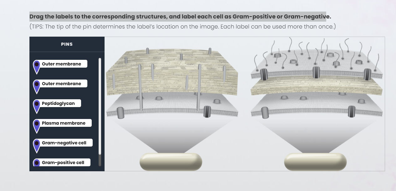 Solved Drag the labels to the corresponding structures, and | Chegg.com
