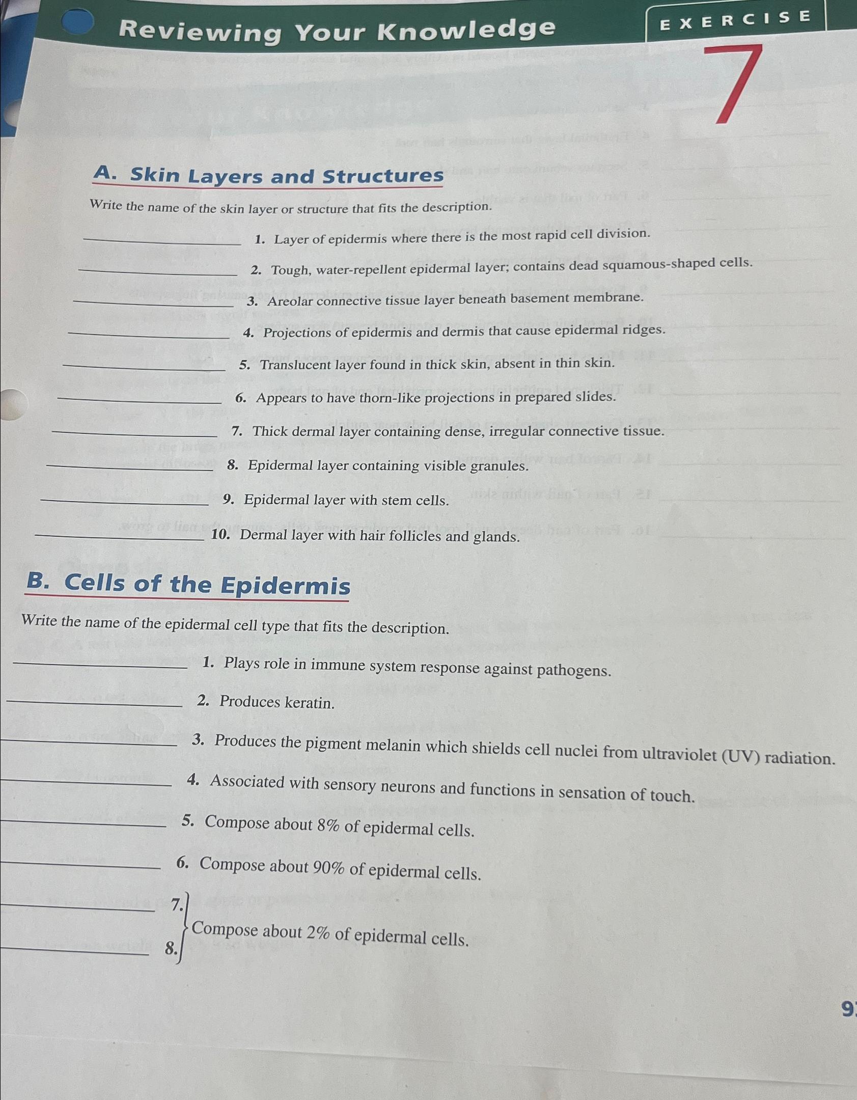 Solved Reviewing Your KnowledgeA. ﻿Skin Layers and | Chegg.com
