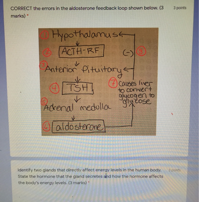 Solved 3 points CORRECT the errors in the aldosterone | Chegg.com