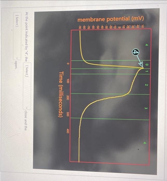 Solved Time (milliseconds) At the point indicated by " 4 ", | Chegg.com