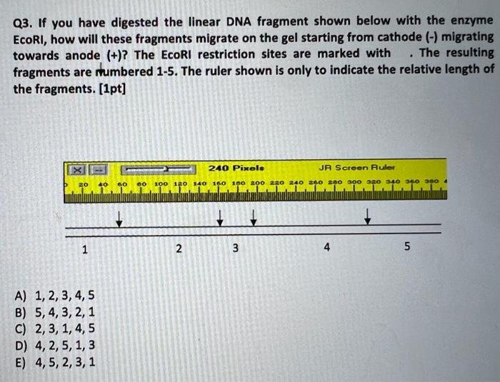 Solved Q3. If you have digested the linear DNA fragment | Chegg.com