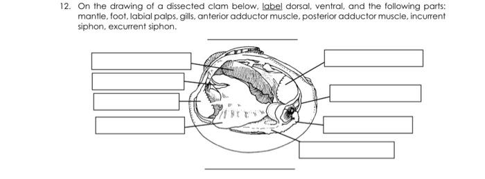 Solved 12. On the drawing of a dissected clam below, label | Chegg.com