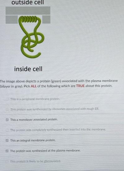 Solved outside cell 亞 inside cell The image above depicts a | Chegg.com